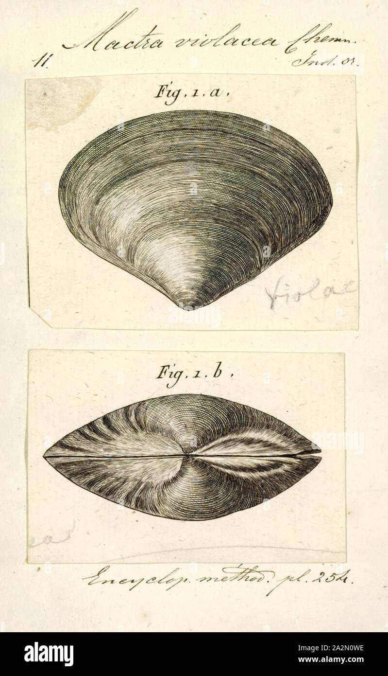 Mactra violacea hi-res stock photography and images - Alamy