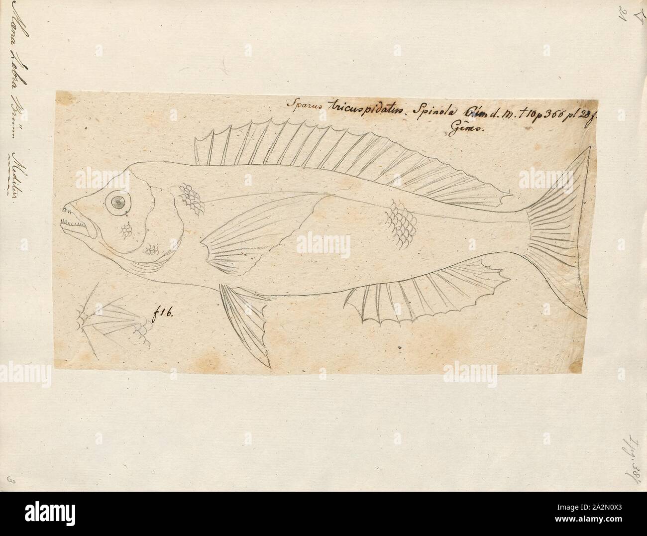 Maena zebra, Print, 1807 Stock Photo - Alamy