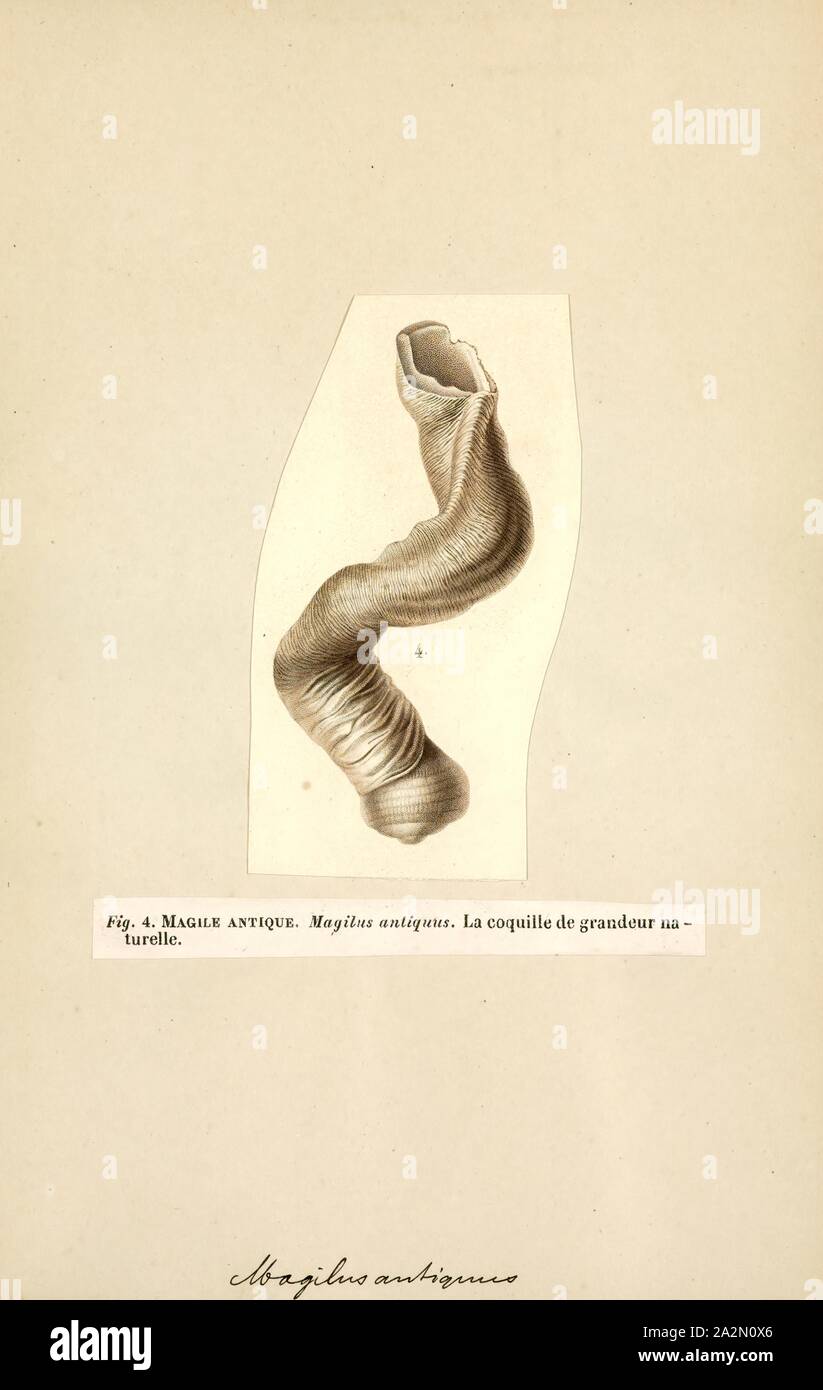 Magilus, Print, Magilus is a genus of sea snails, marine gastropod ...