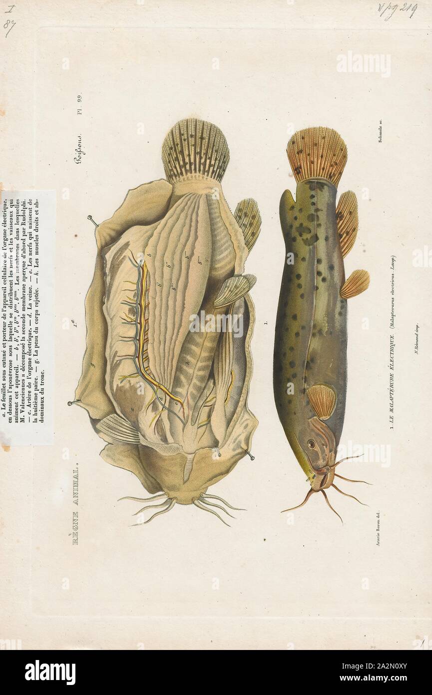 Malapterurus electricus, Print, Malapterurus electricus is a species of ...