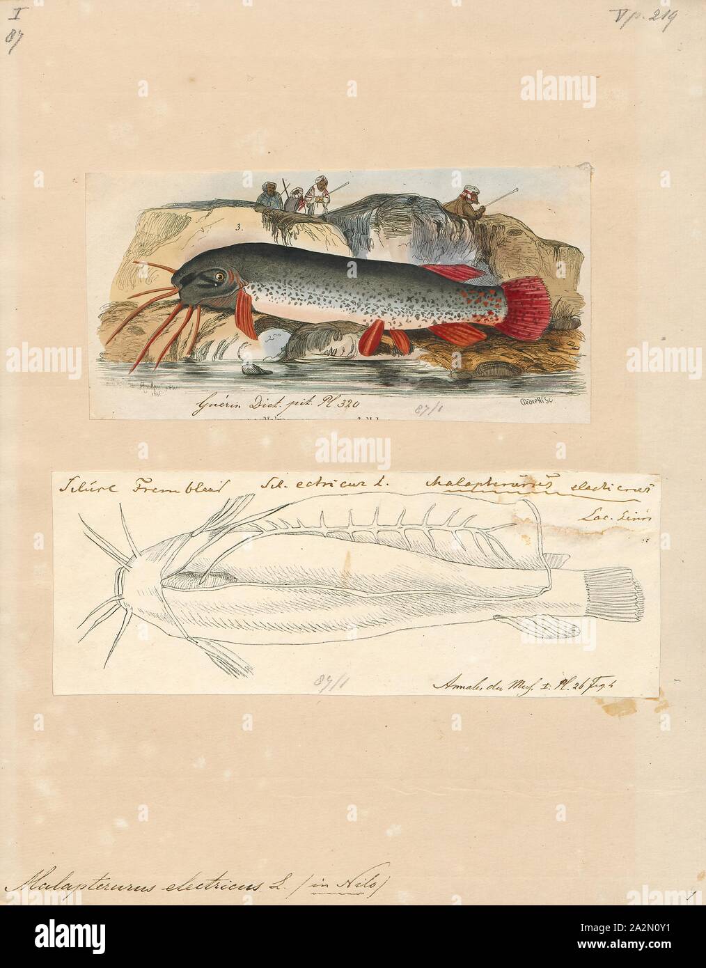 Malapterurus electricus, Print, Malapterurus electricus is a species of ...