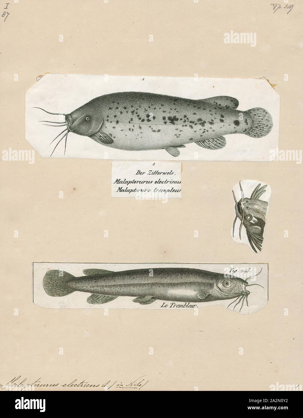 African Electric Fish