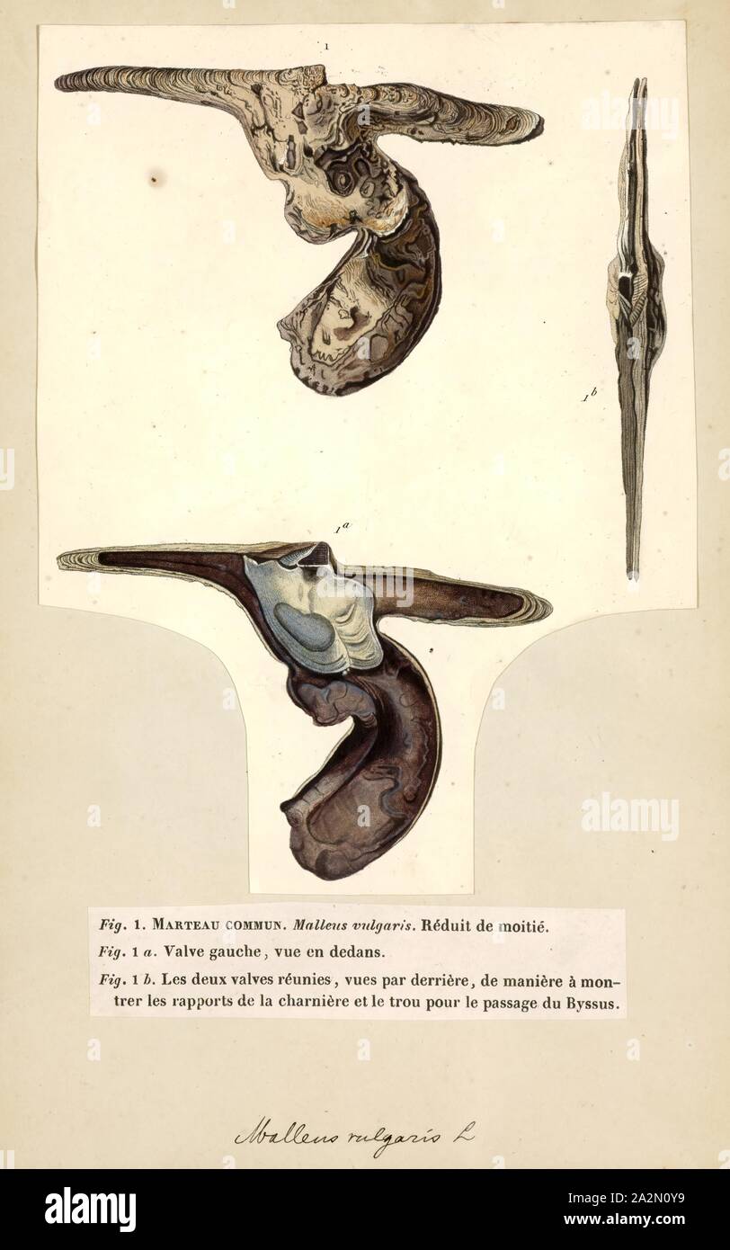 Malleus hi-res stock photography and images - Alamy