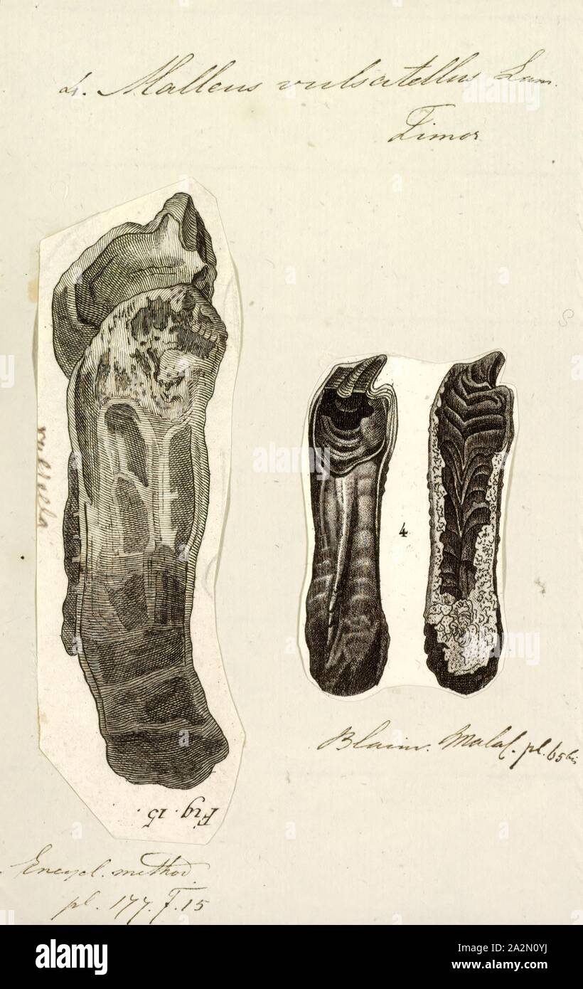 Malleus hi-res stock photography and images - Alamy