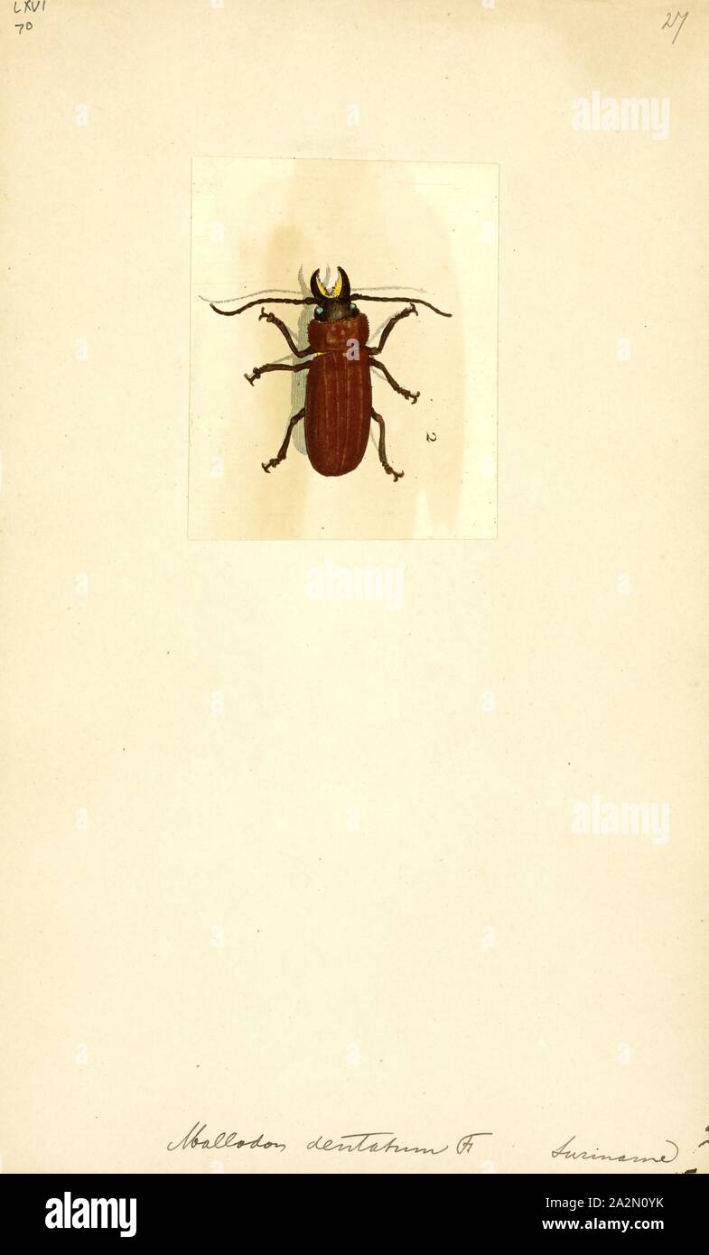 Mallodon, Print, Mallodon is a genus of beetle belonging to the family ...