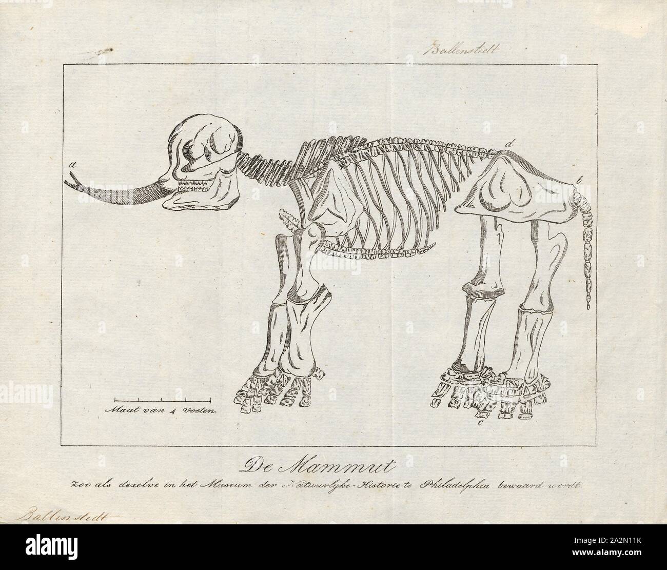 Mammuthus spec hi-res stock photography and images - Alamy