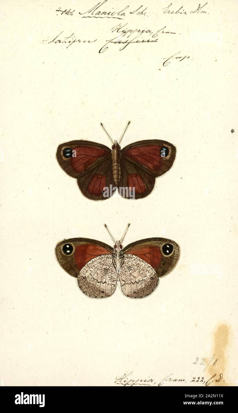 Maniola, Print, Maniola is a genus of butterflies within the family ...