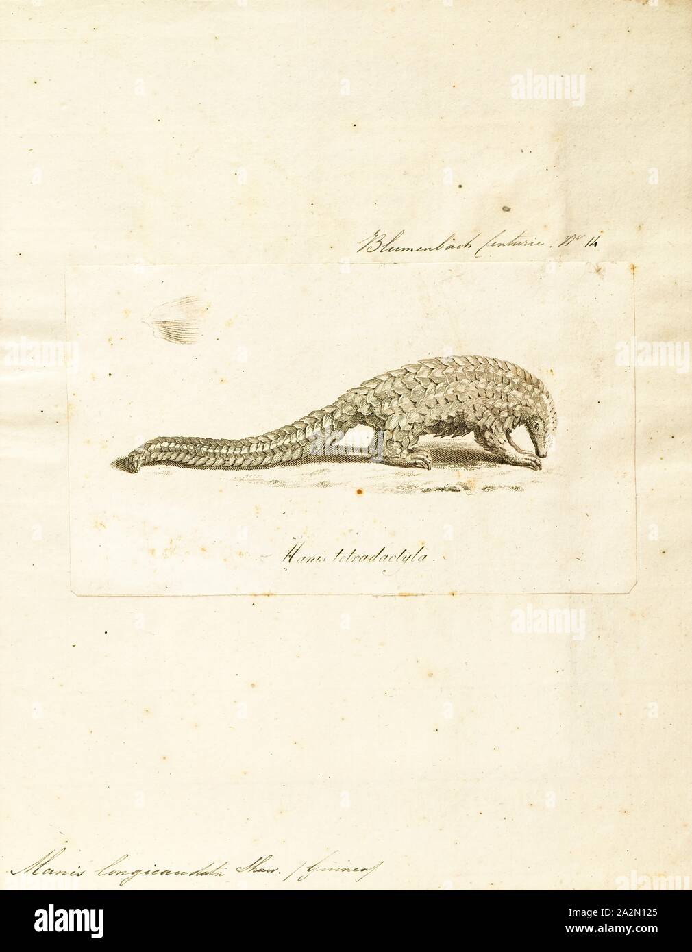 Black Bellied Pangolin Or Black Bellied Pangolin High Resolution Stock ...