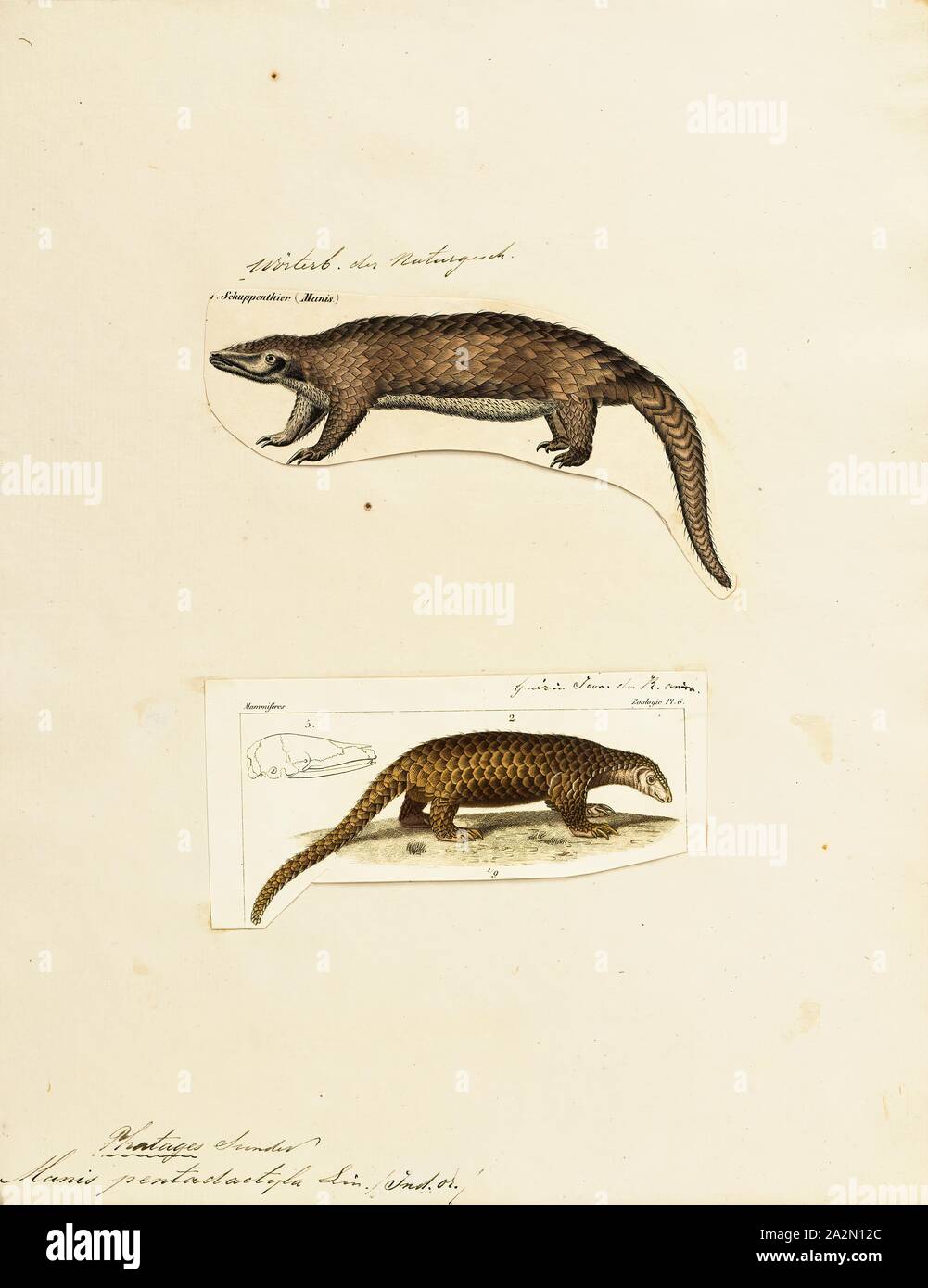 Iucn eight hi-res stock photography and images - Alamy