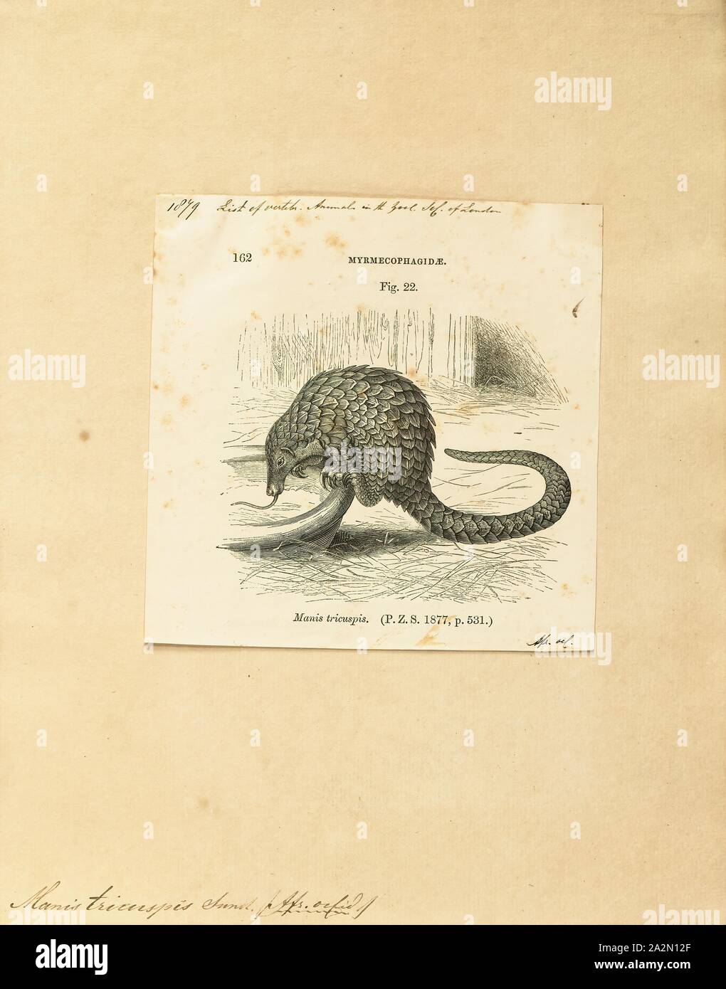 Tree Pangolin Drawing