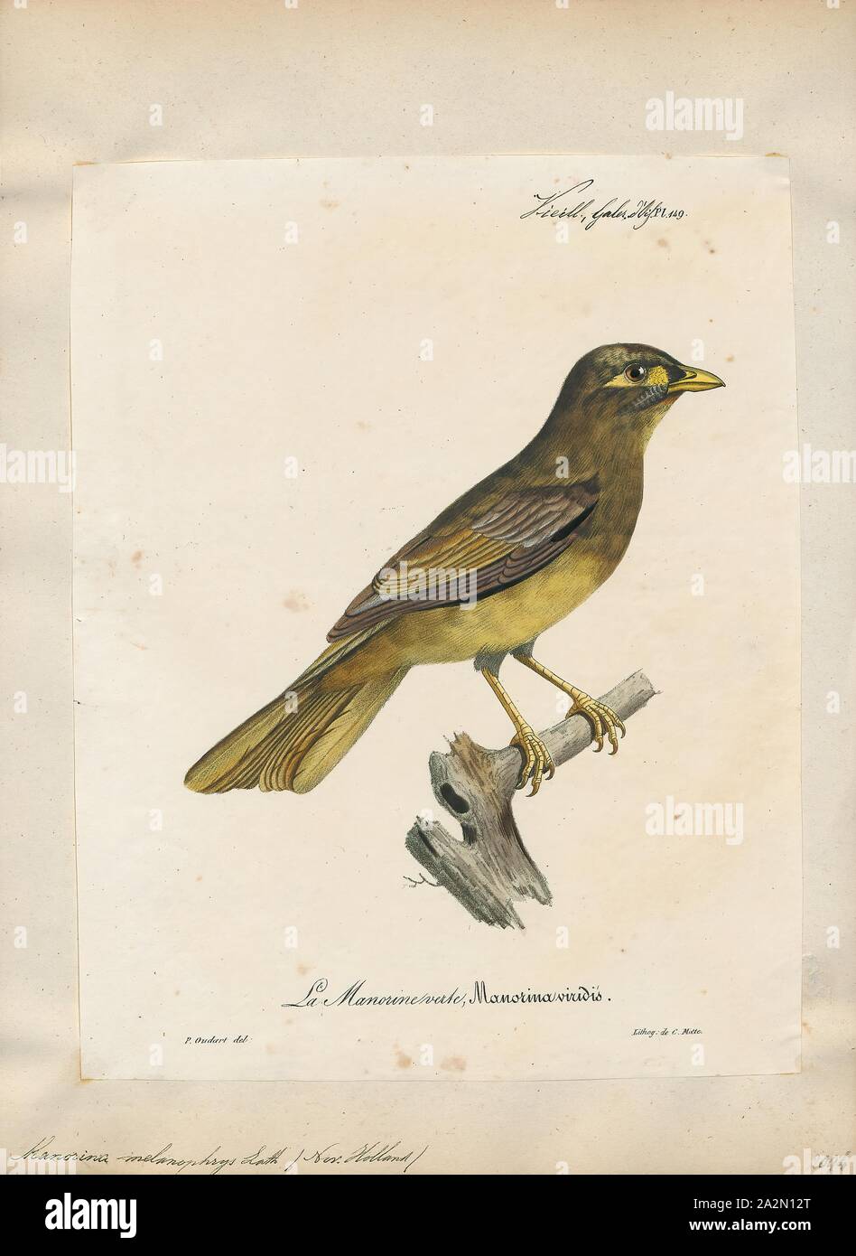 Bellbird australia hi-res stock photography and images - Alamy