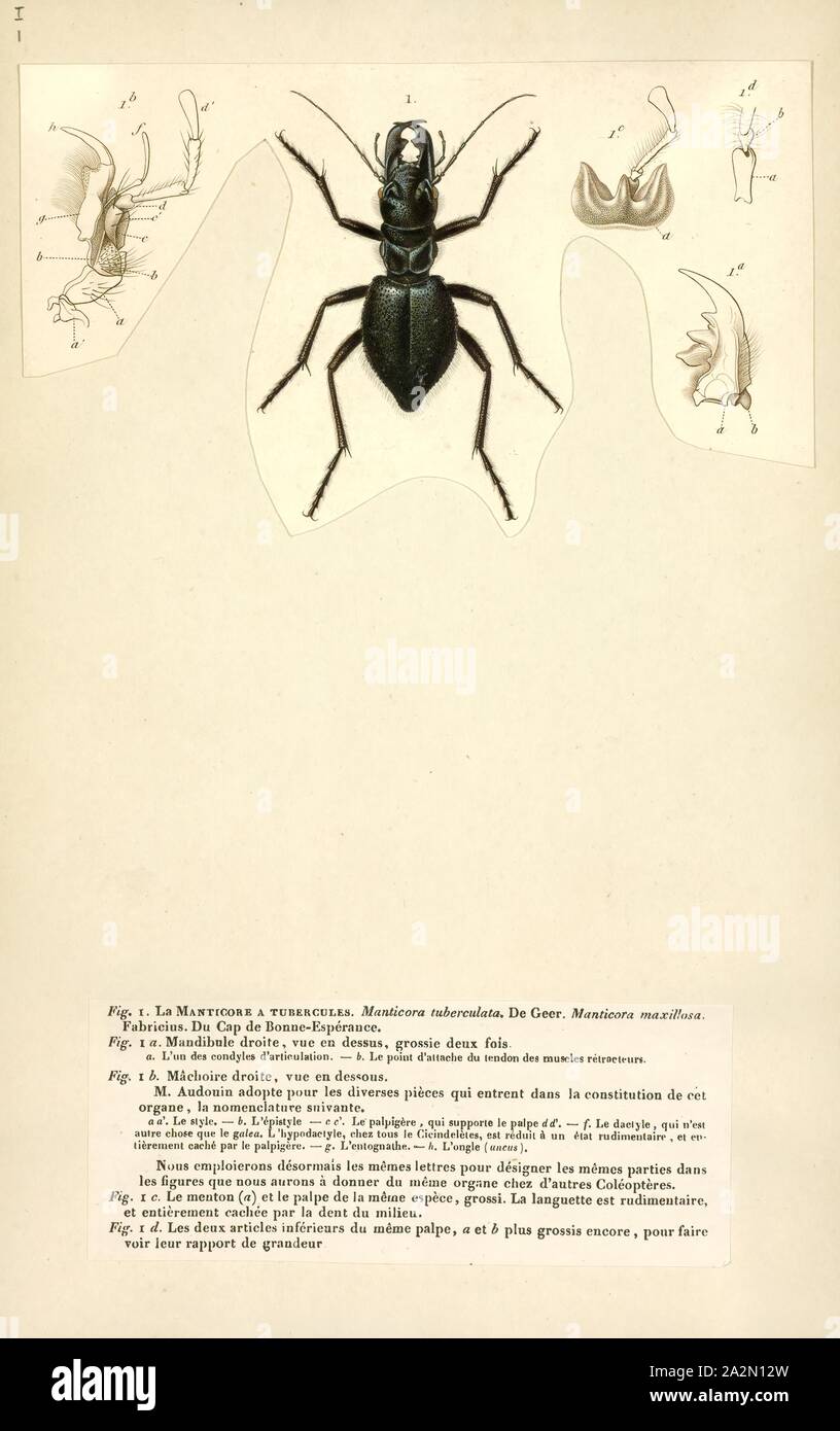 Mantichora hi-res stock photography and images - Alamy