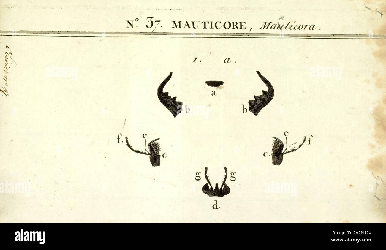 Mantichora hi-res stock photography and images - Alamy