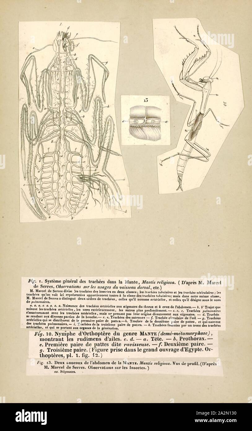 Mantis, Print, Mantises are an order (Mantodea) of insects that ...