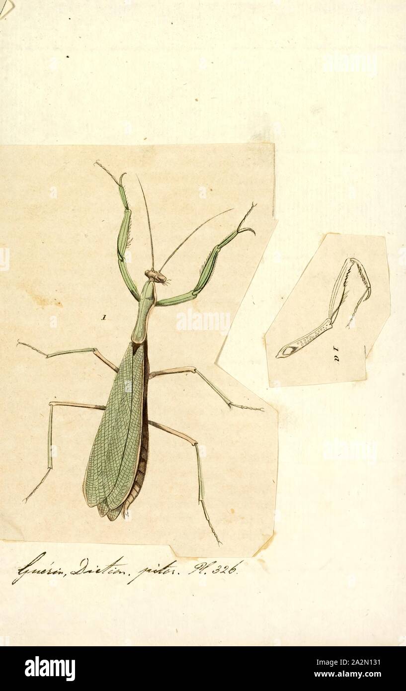 Mantis, Print, Mantises are an order (Mantodea) of insects that ...