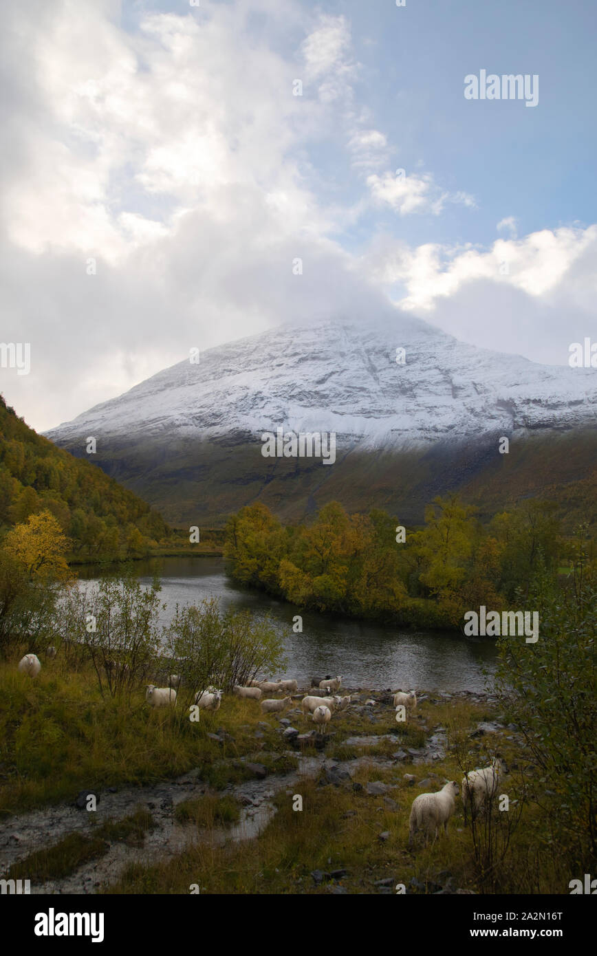 Sheep in Signaldalen valley, Storfjord, Troms, Norway Stock Photo - Alamy