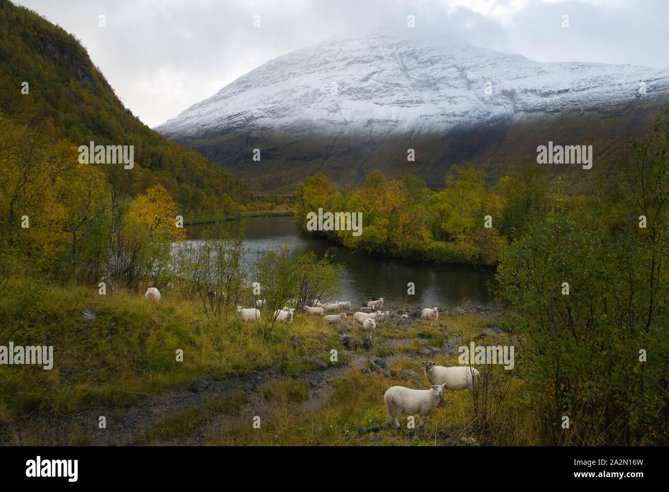 Sheep in Signaldalen valley, Storfjord, Troms, Norway Stock Photo - Alamy