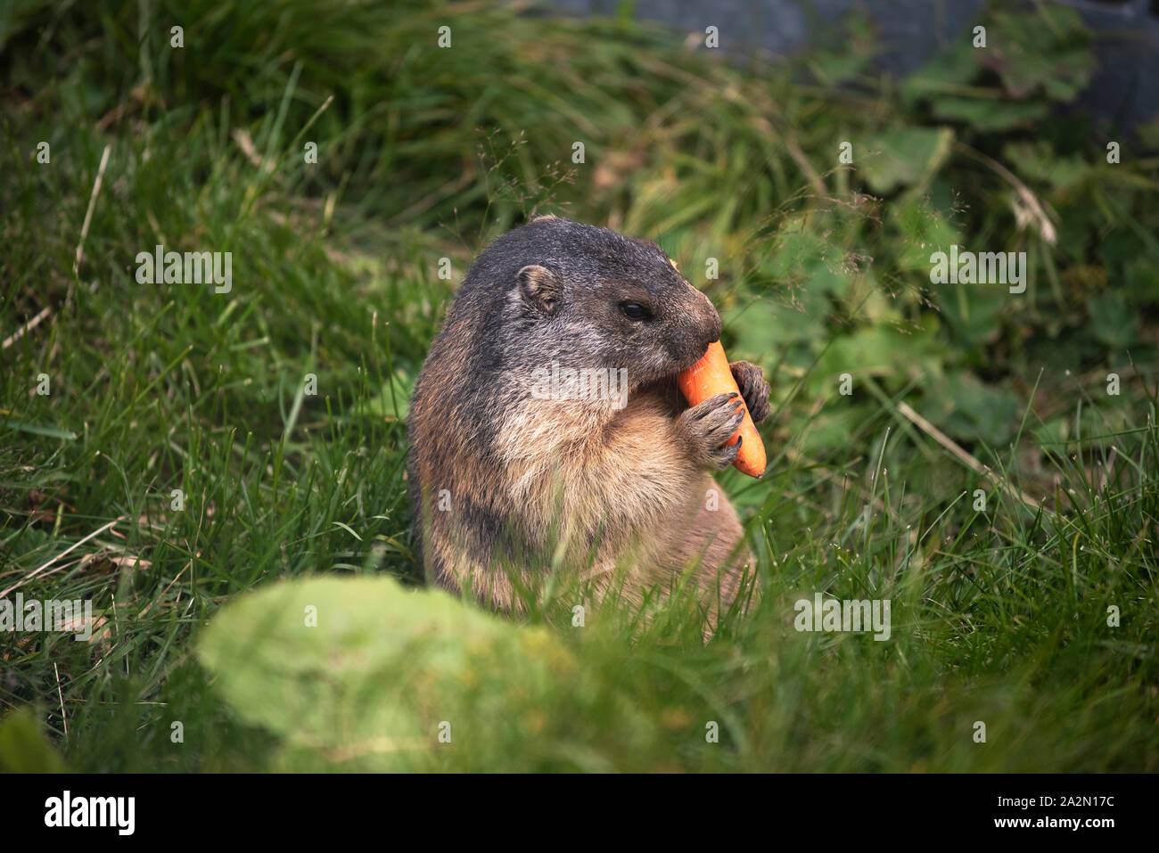 The alpine marmot (Marmota marmota) is a large ground-dwelling squirrel, from the genus of ...