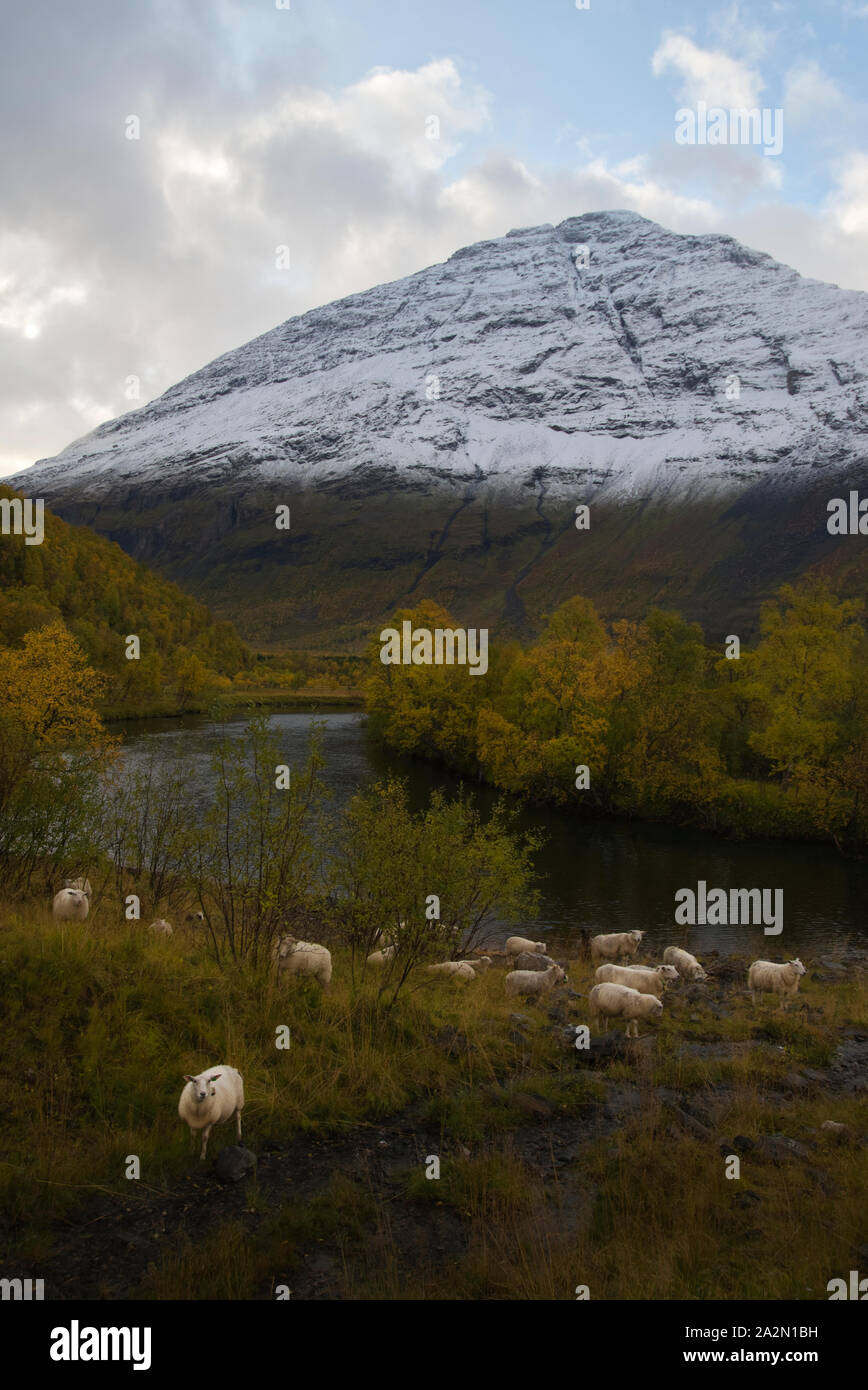 Sheep in Signaldalen valley, Storfjord, Troms, Norway Stock Photo - Alamy
