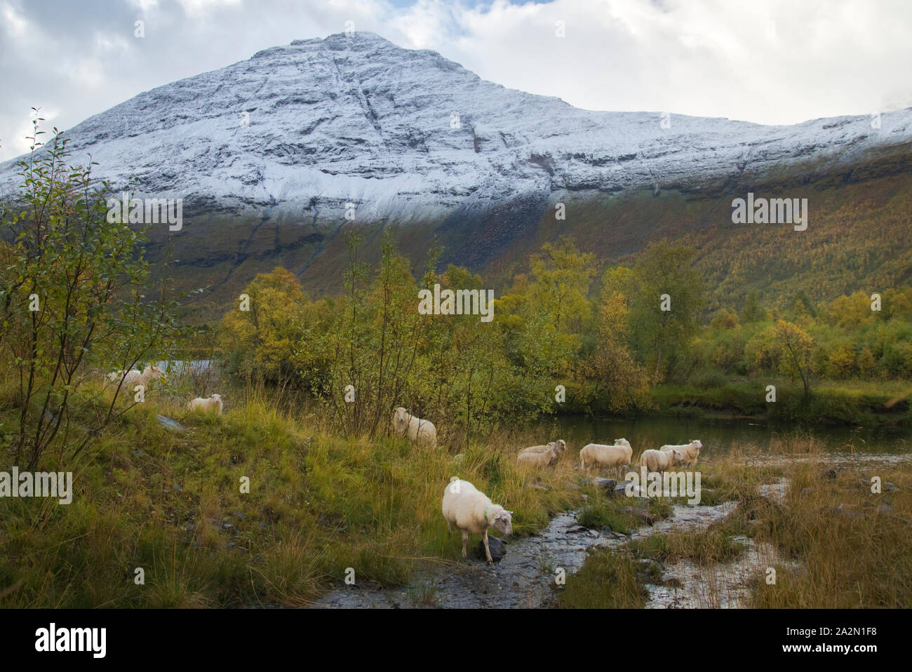 Sheep in Signaldalen valley, Storfjord, Troms, Norway Stock Photo - Alamy