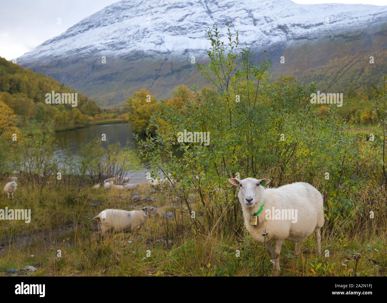 Sheep in Signaldalen valley, Storfjord, Troms, Norway Stock Photo - Alamy