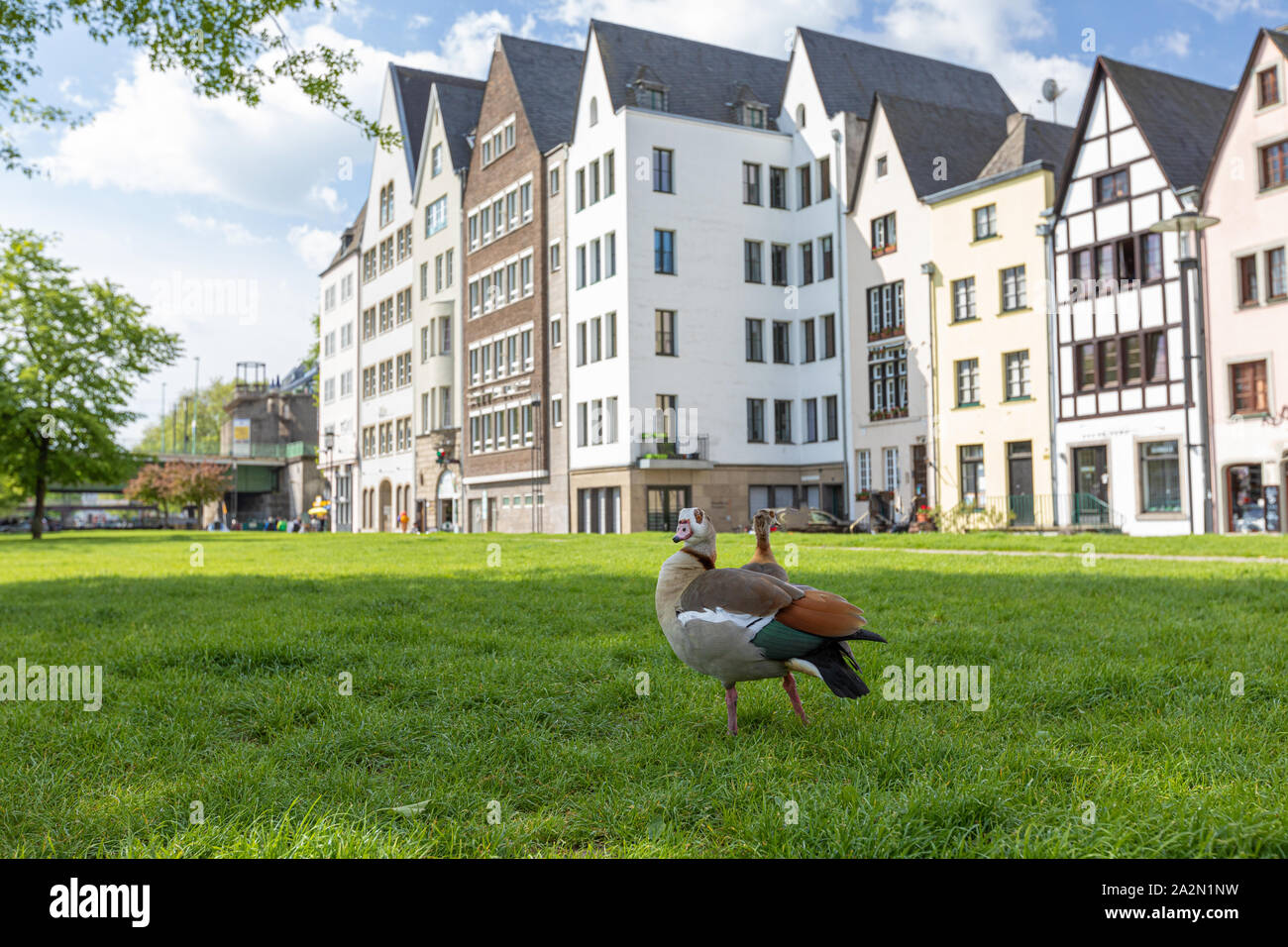Houses on the street in Cologne, Germany Stock Photo - Alamy