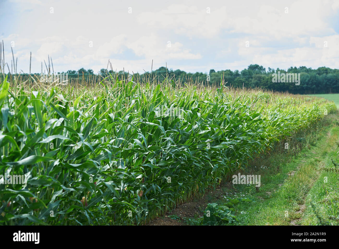 A field of sweetcorn growing in an English farmer's field in East ...