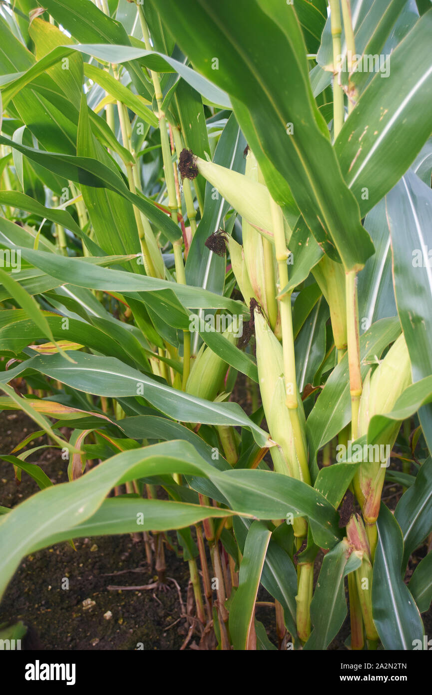 A field of sweetcorn growing in an English farmer's field in East ...