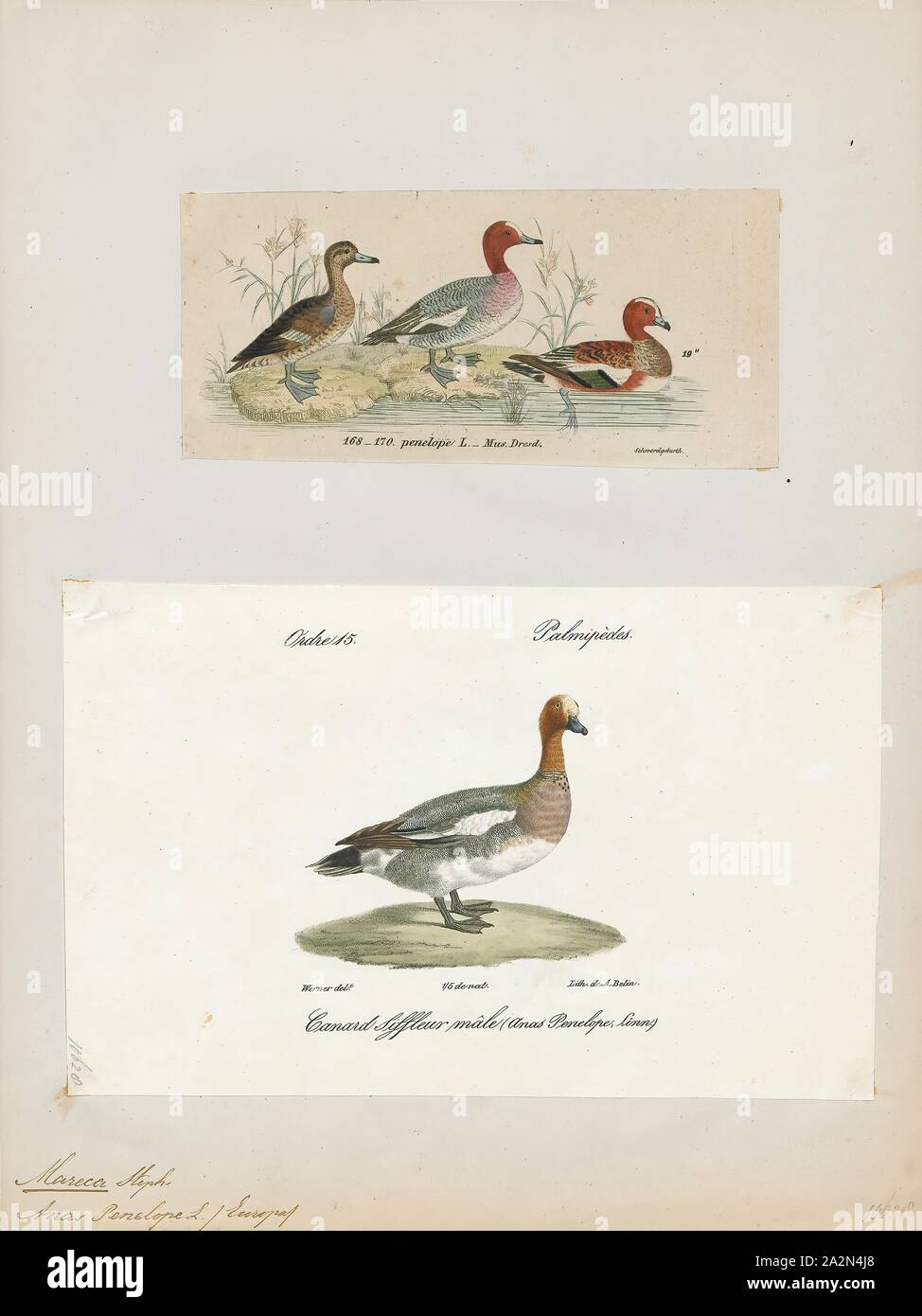 Mareca penelope, Print, The Eurasian wigeon, also known as widgeon ...