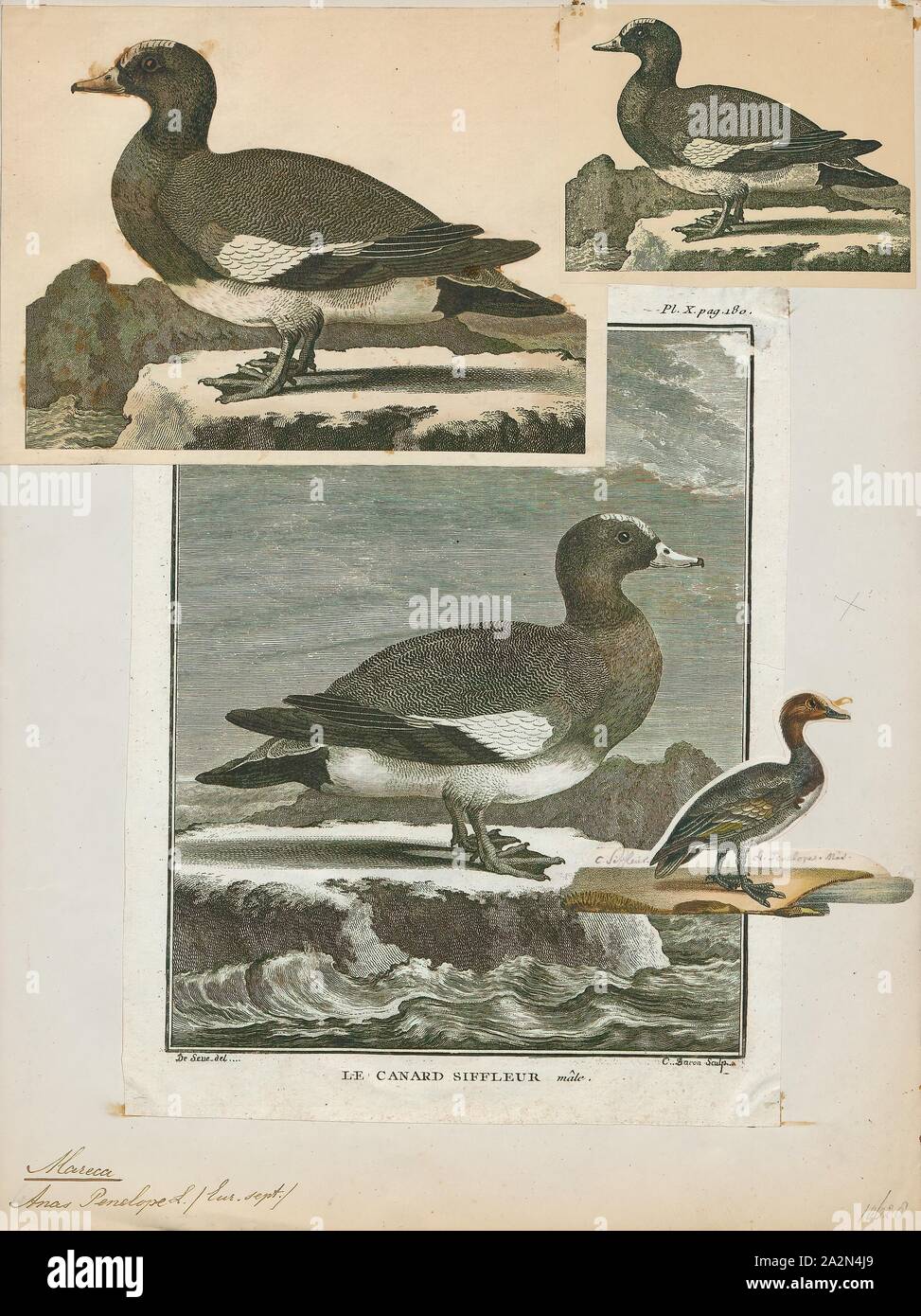 Mareca penelope, Print, The Eurasian wigeon, also known as widgeon ...