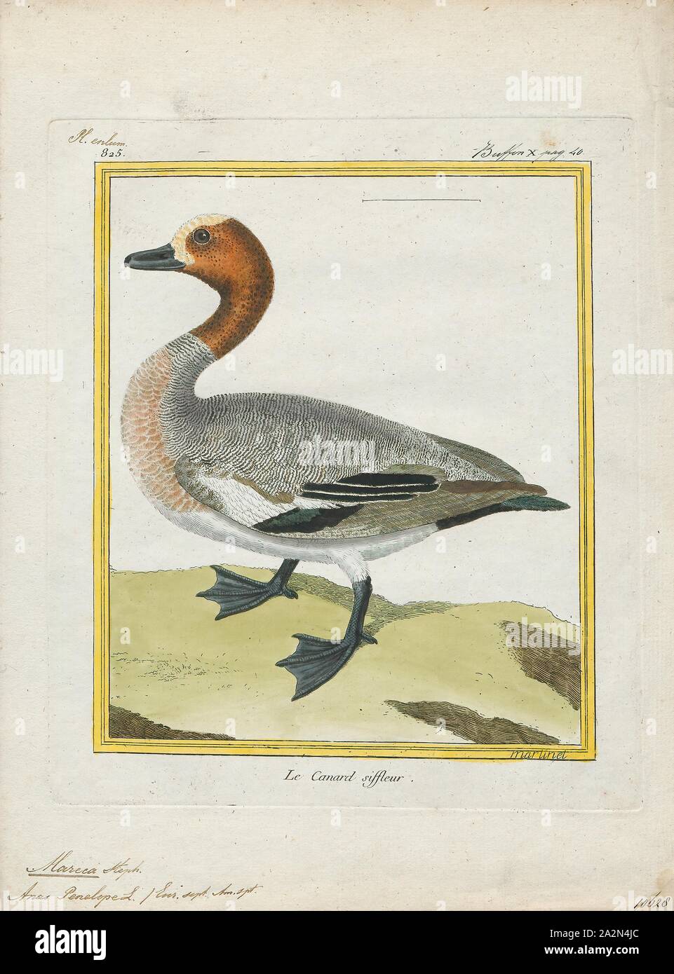 Mareca penelope, Print, The Eurasian wigeon, also known as widgeon ...
