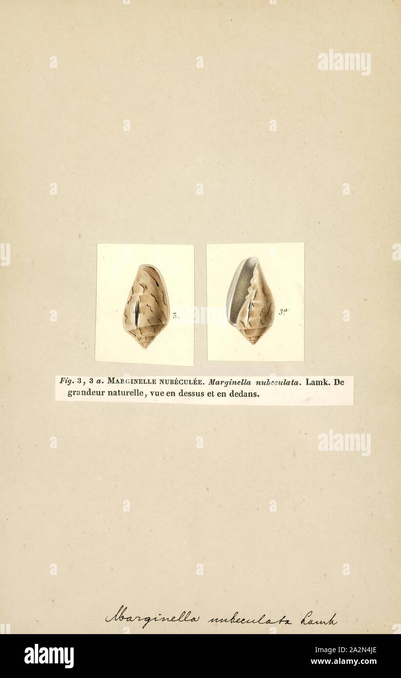 Marginella, Print, Marginella is a genus of small tropical and temperate sea snails, marine ...