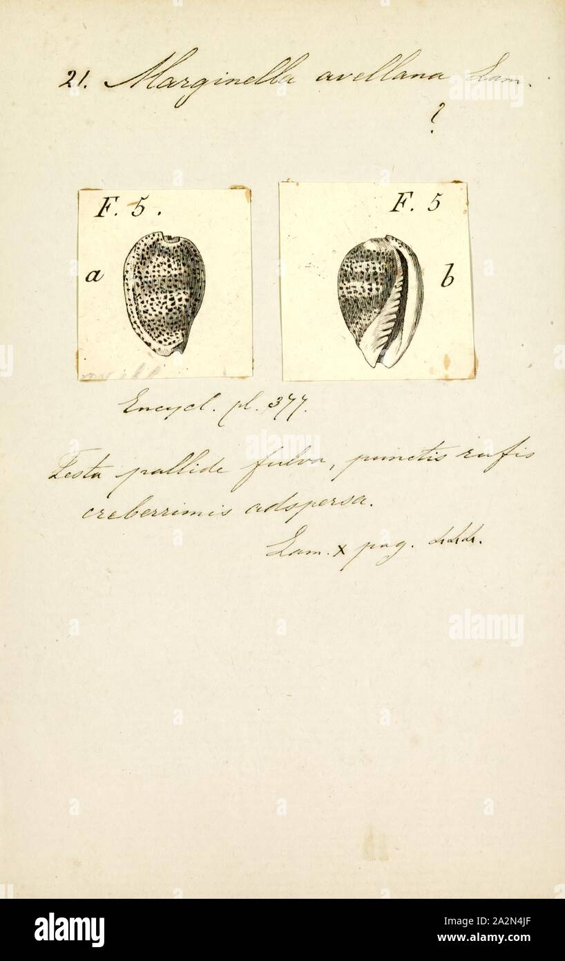 Marginella avellana, Print, Marginella is a genus of small tropical and ...