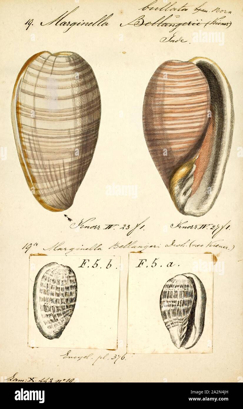 Marginella bullata, Print, Marginella is a genus of small tropical and ...