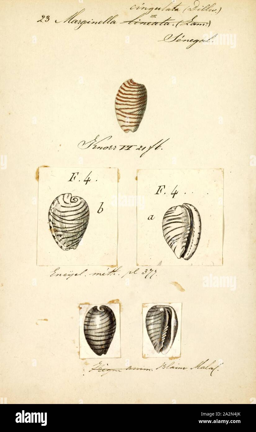 Marginella cingulata, Print, Marginella is a genus of small tropical ...