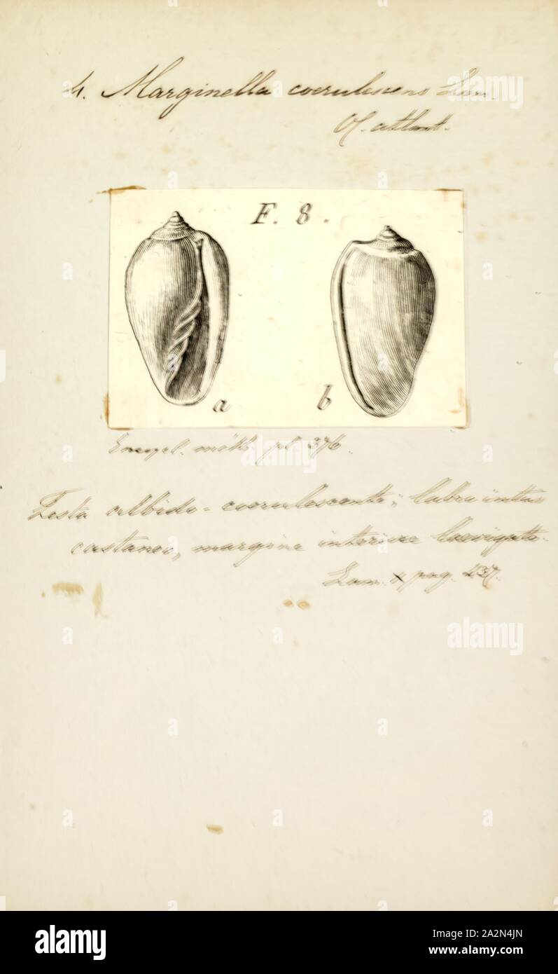 Marginella coerulescens hi-res stock photography and images - Alamy