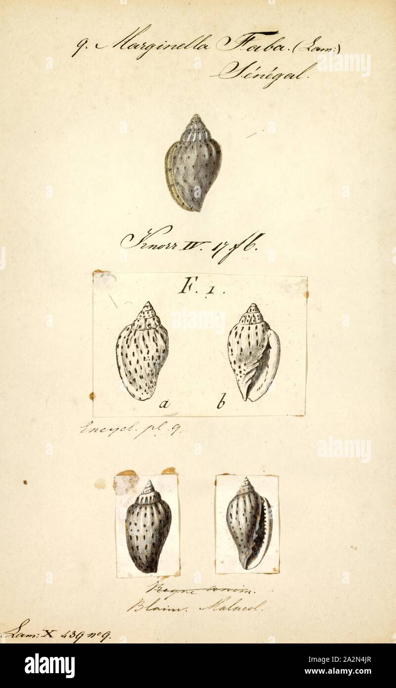 Marginella faba, Print, Marginella is a genus of small tropical and ...