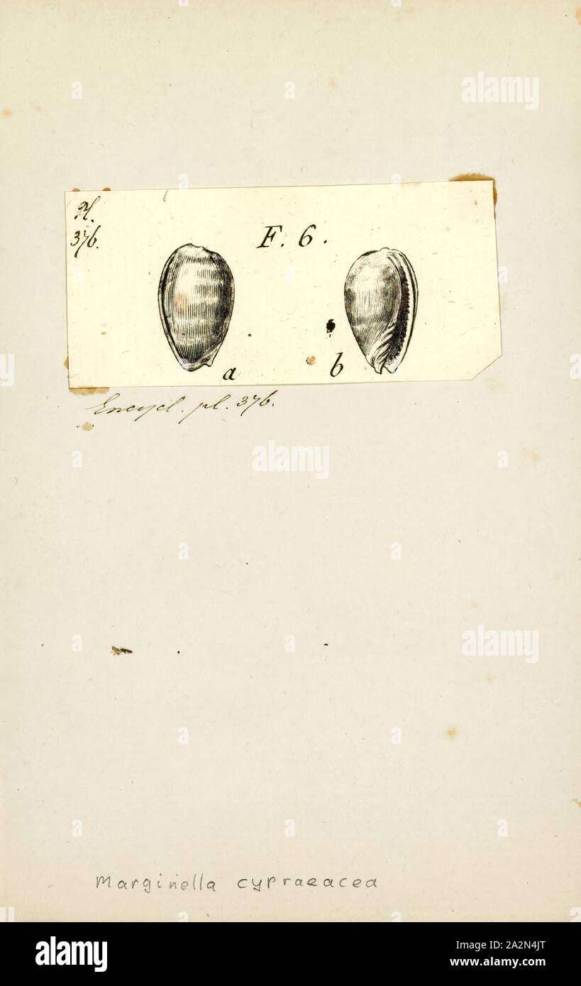 Marginella cypraeacea, Print, Marginella is a genus of small tropical and temperate sea snails ...