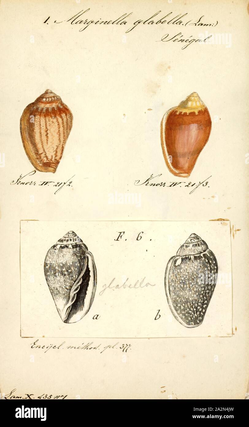 Marginella glabella, Print, Marginella glabella is a species of ...