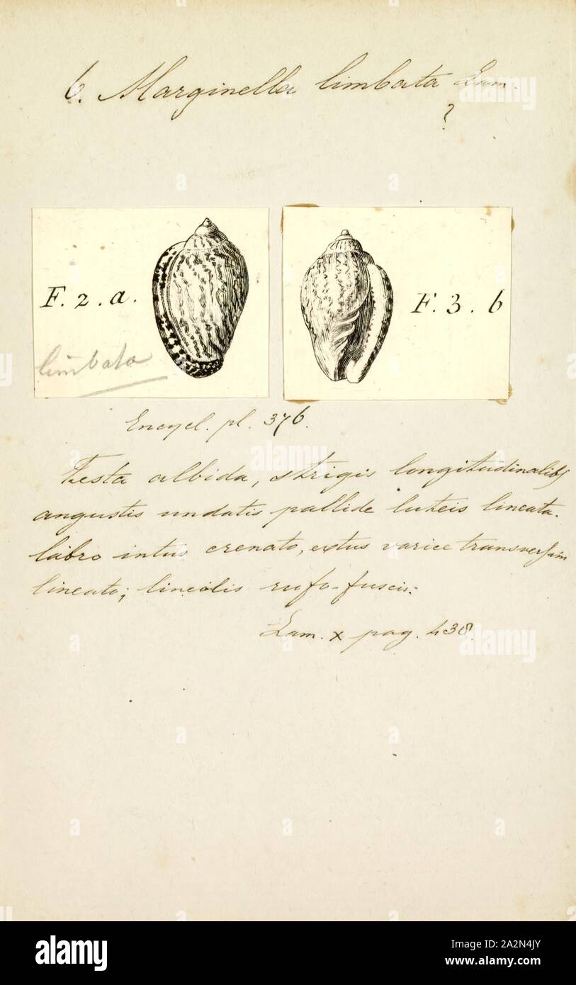 Marginella limbata, Print, Marginella limbata is a species of sea snail ...