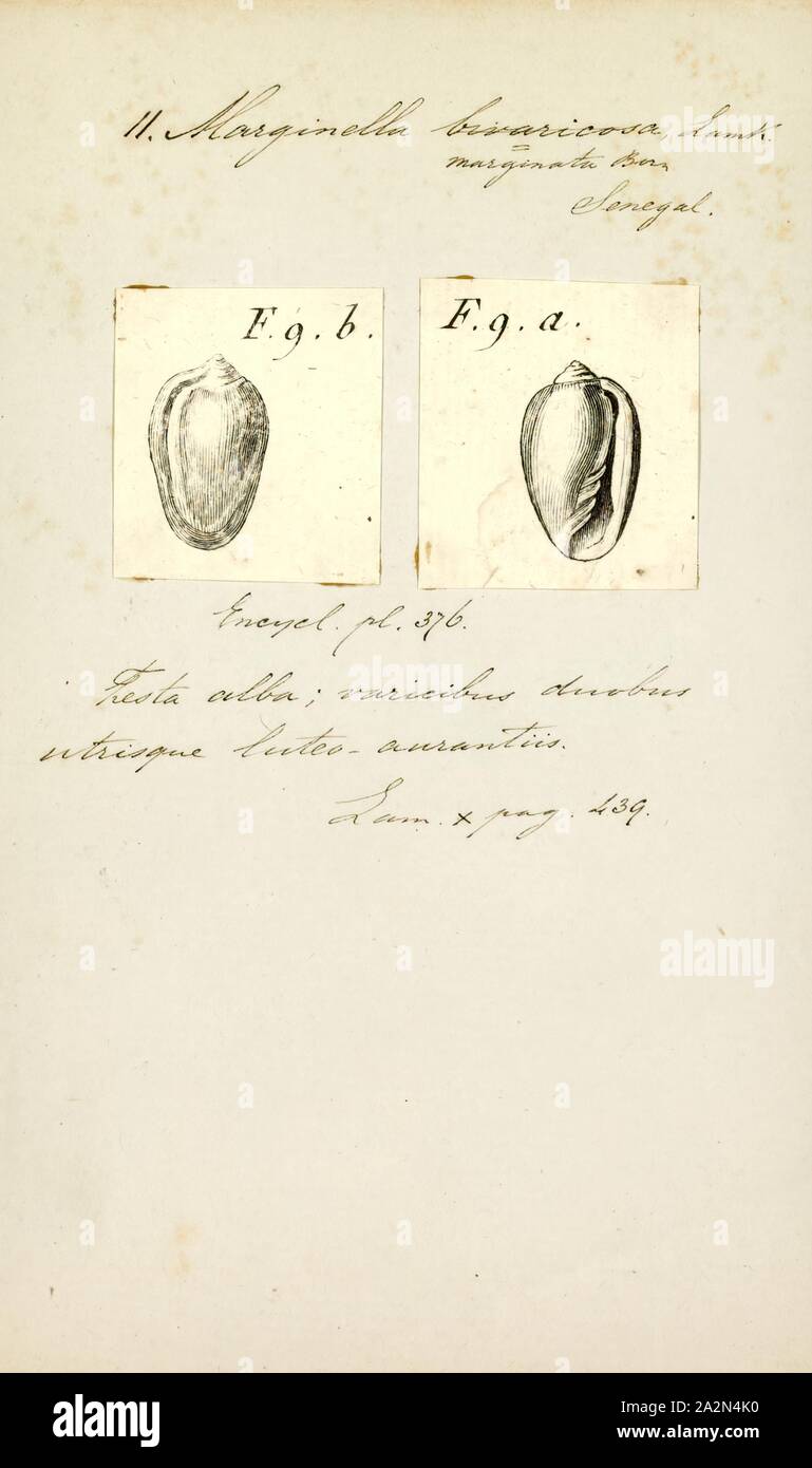 Marginella marginata, Print, Marginella is a genus of small tropical ...