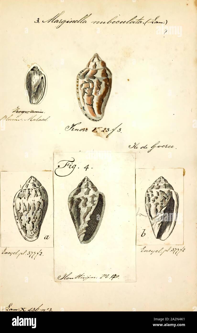 Marginella nubeculata, Print, Marginella is a genus of small tropical ...