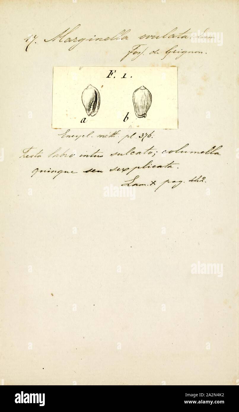 Marginella ovulata, Print, Marginella is a genus of small tropical and ...