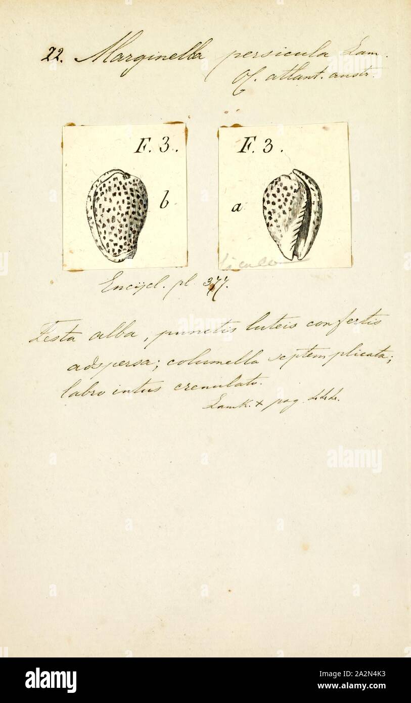 Marginella species hi-res stock photography and images - Alamy