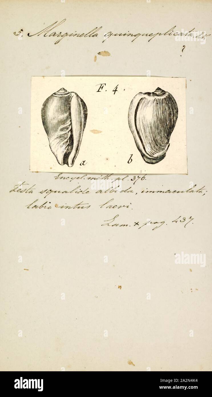 Marginella quinqueplicata hi-res stock photography and images - Alamy