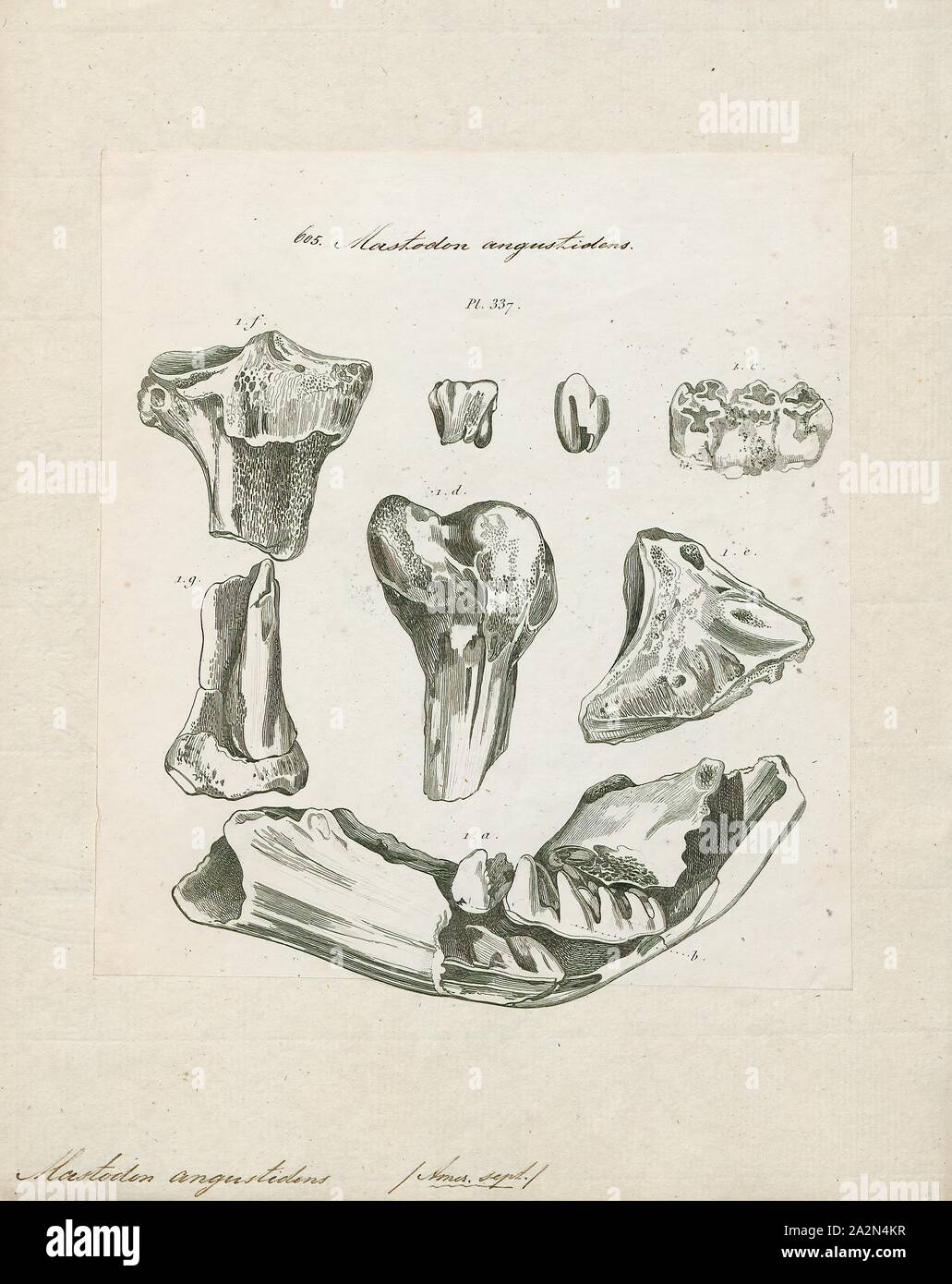 Angustidens hi-res stock photography and images - Alamy