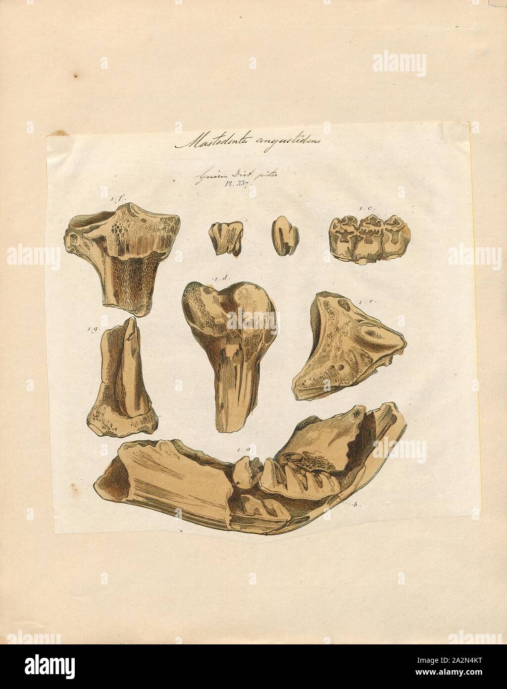 Mastodon angustidens, Print, Mastodons are any species of extinct ...