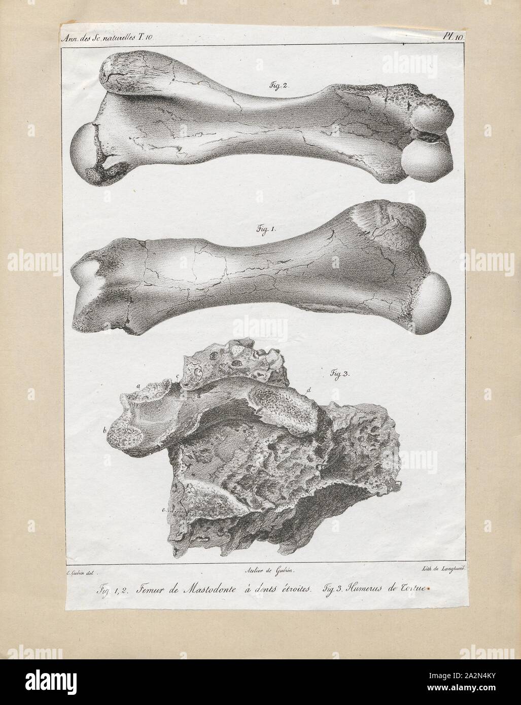 Mastodon spec., Print, Mastodons are any species of extinct ...