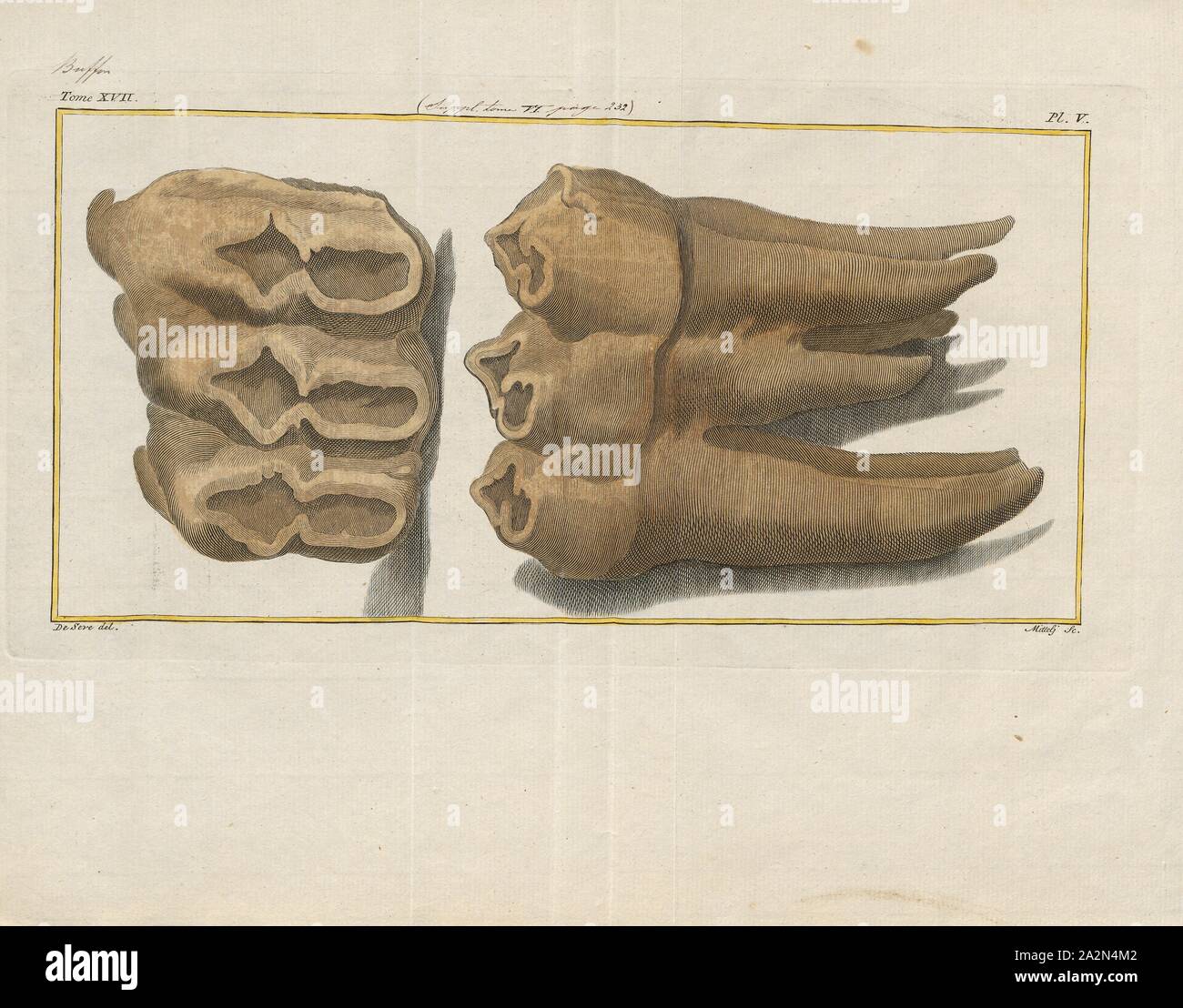 Mastodon spec., Print, Mastodons are any species of extinct ...