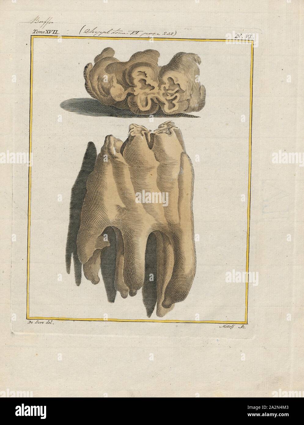 Proboscideans hi-res stock photography and images - Alamy